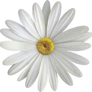 AI Chatbot Test Daisy - GreensboroArtsHub